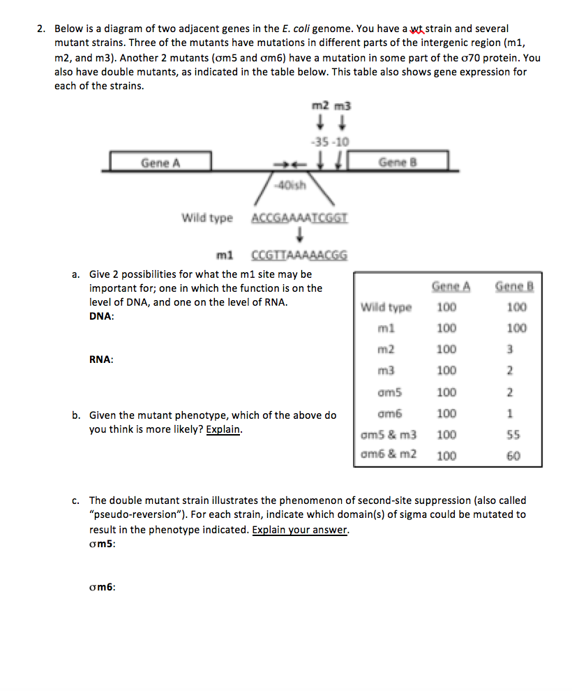 2. Below is a diagram of two adjacent genes in the E. | Chegg.com