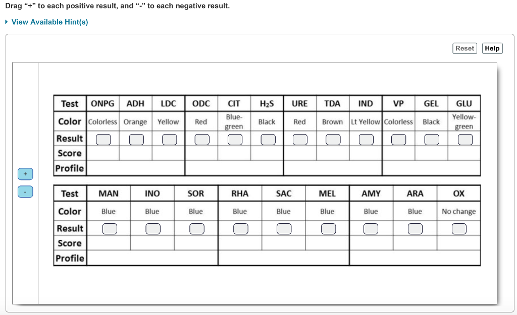 Solved You have just completed an API 20E on an unknown | Chegg.com