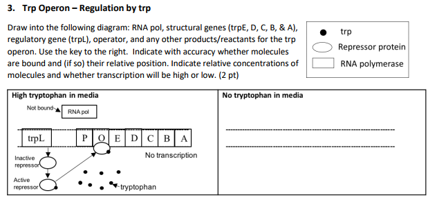 Solved 3. Trp Operon-Regulation by trp Draw into the | Chegg.com
