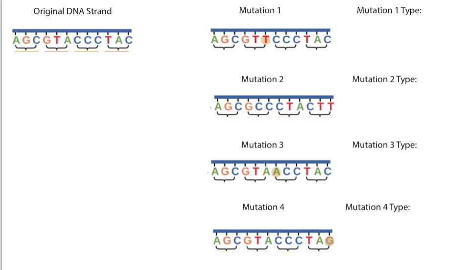 Solved Original DNA Strand Mutation 1 Mutation 1 Type: | Chegg.com