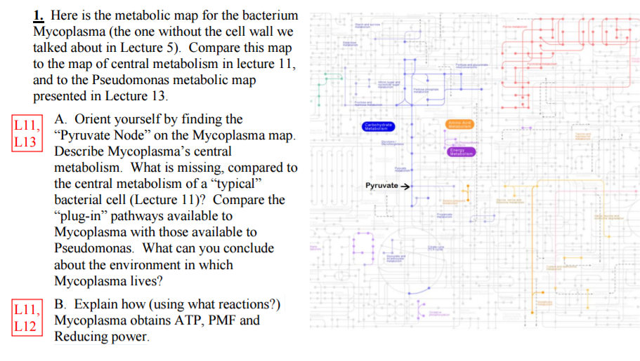 Here is the metabolic map for the bacterium | Chegg.com