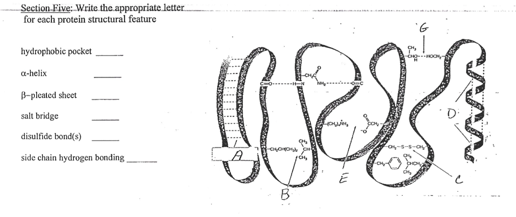 Solved Write the appropriate letter for each protein | Chegg.com