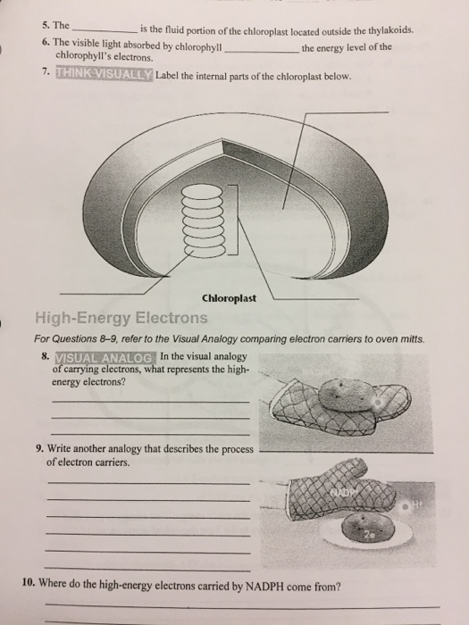 solved-the-is-the-fluid-portion-of-the-chloroplast-located-chegg