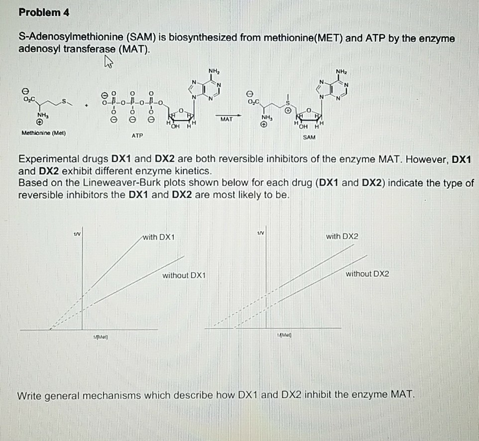 Solved Problem4 S-Adenosylmethionine (SAM) is biosynthesized | Chegg.com