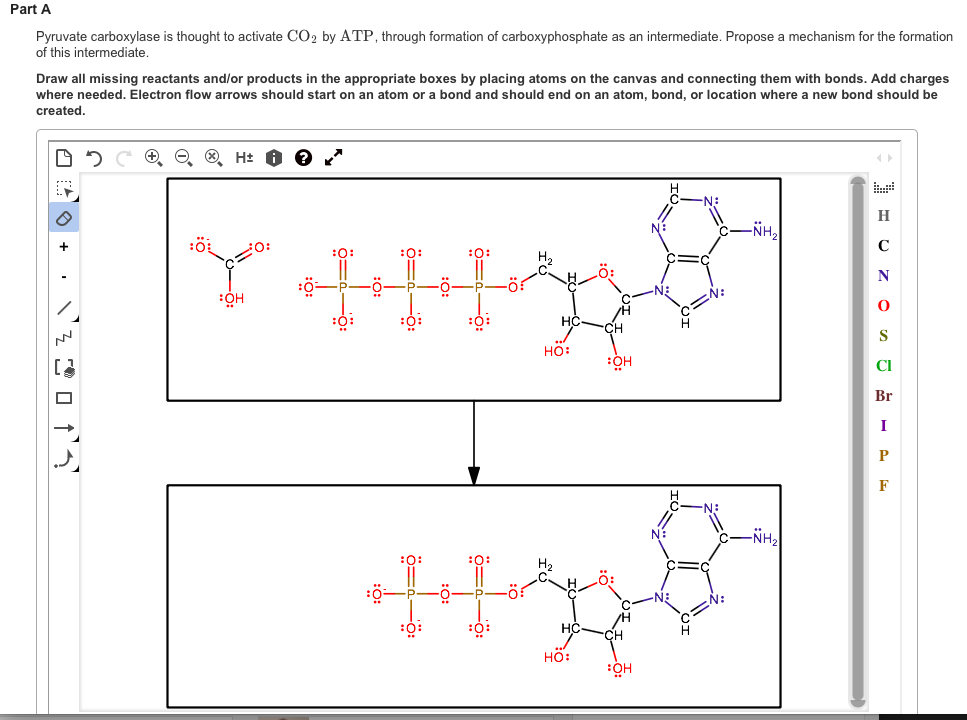 Pyruvate Carboxylase Mechanism