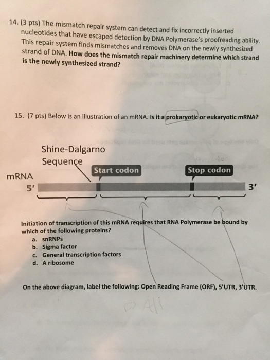 Solved The mismatch repair system can detect and fix | Chegg.com