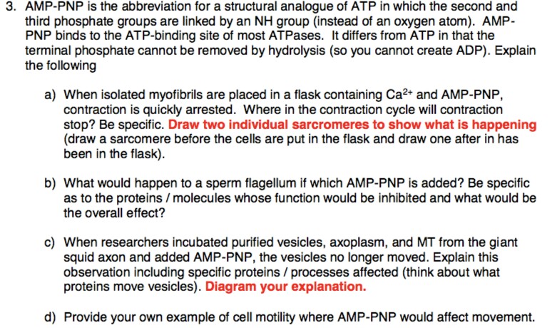 Solved AMP-PNP is the abbreviation for a structural analogue | Chegg.com
