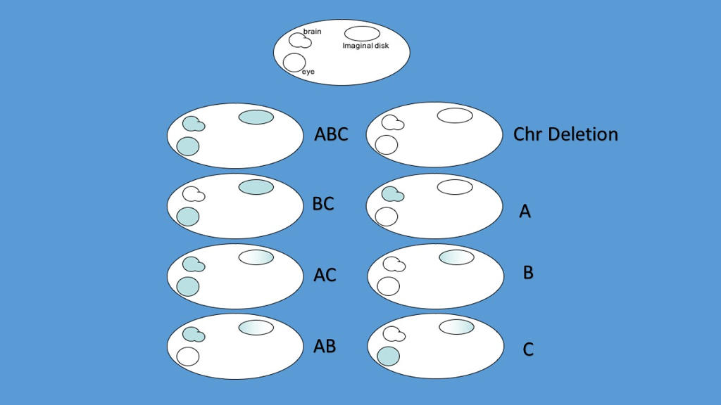Solved You identify a gene, Chromatic (Chr) which is | Chegg.com