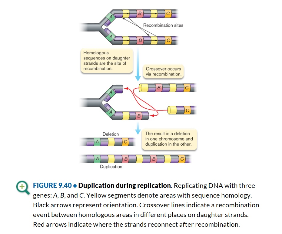 Solved Shown below are the results of an interrupted mating | Chegg.com
