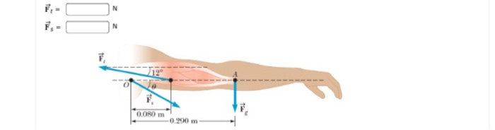 Solved The arm in the figure below weighs 37.2 N. The force | Chegg.com