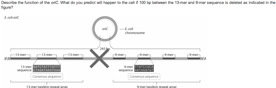 Describe the function of the oriC. What do you | Chegg.com