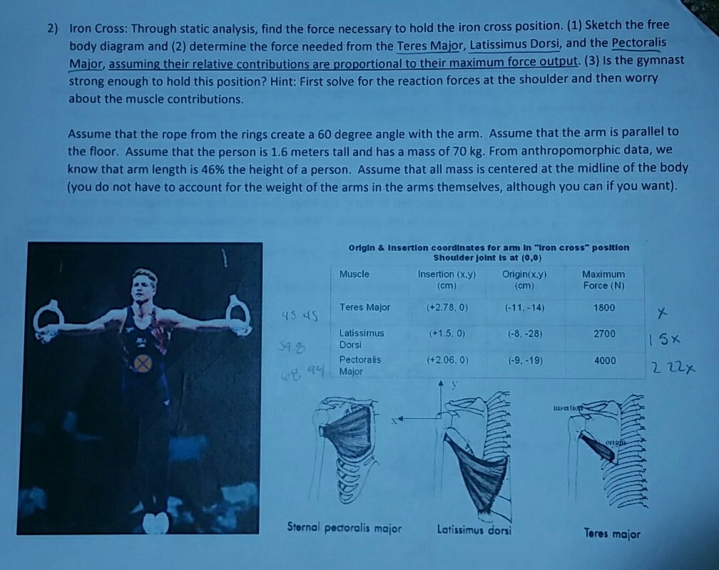 Iron Cross: Through static analysis, find the force | Chegg.com