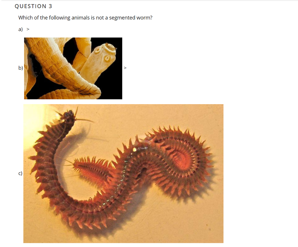 Solved QUESTION 3 Which of the following animals is not a | Chegg.com