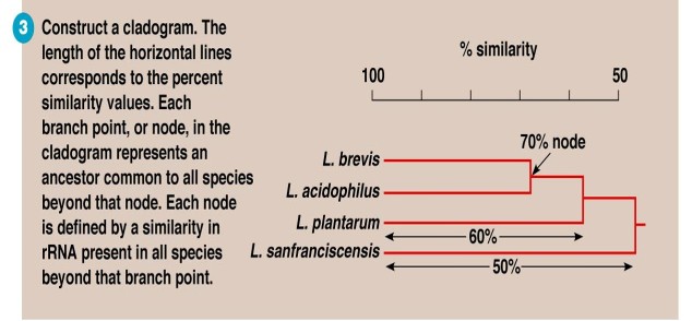 Solved Build a cladogram using the genetic information and | Chegg.com