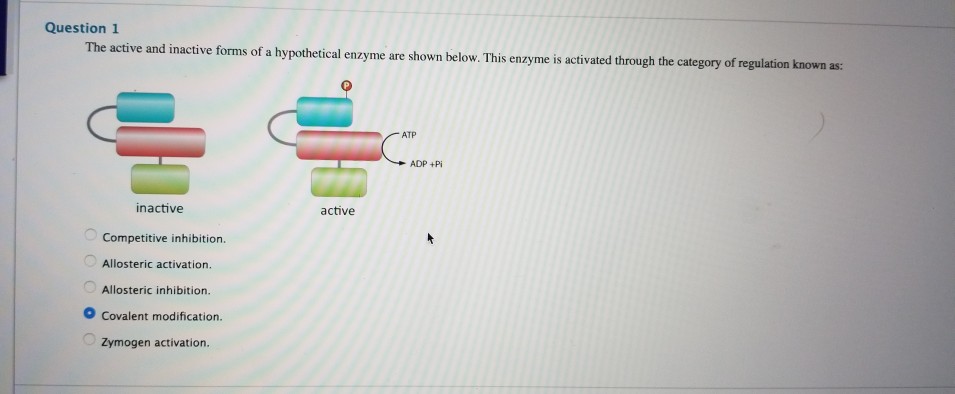 Solved Question 1 The active and inactive forms of a | Chegg.com