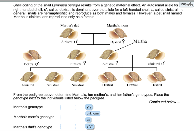 Solved Shell coiling of the snail Lymnaea peregra results | Chegg.com