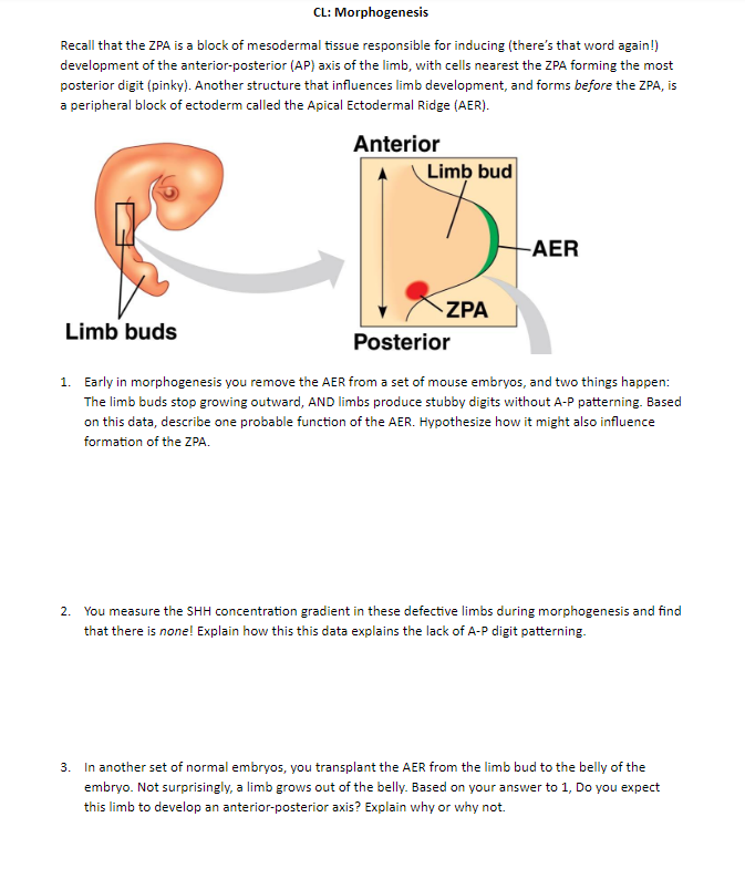 Solved CL: Morphogenesis Recall that the ZPA is a block of | Chegg.com