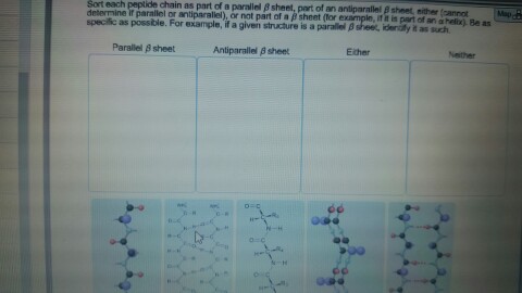 Solved sort each peptide chain of a parallel b sheet,part of | Chegg.com