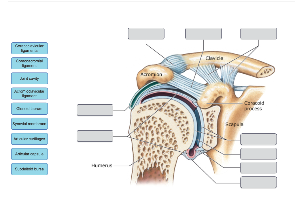 Solved Coracoclavicular ligaments Clavicle Coracoacromial | Chegg.com
