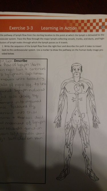 Solved Exercise 3-3 Learning in Action the pathway of lymph | Chegg.com
