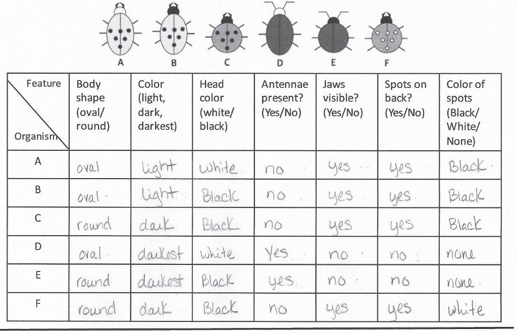 Solved Generate a cladogram and indicate the key feature(s) | Chegg.com