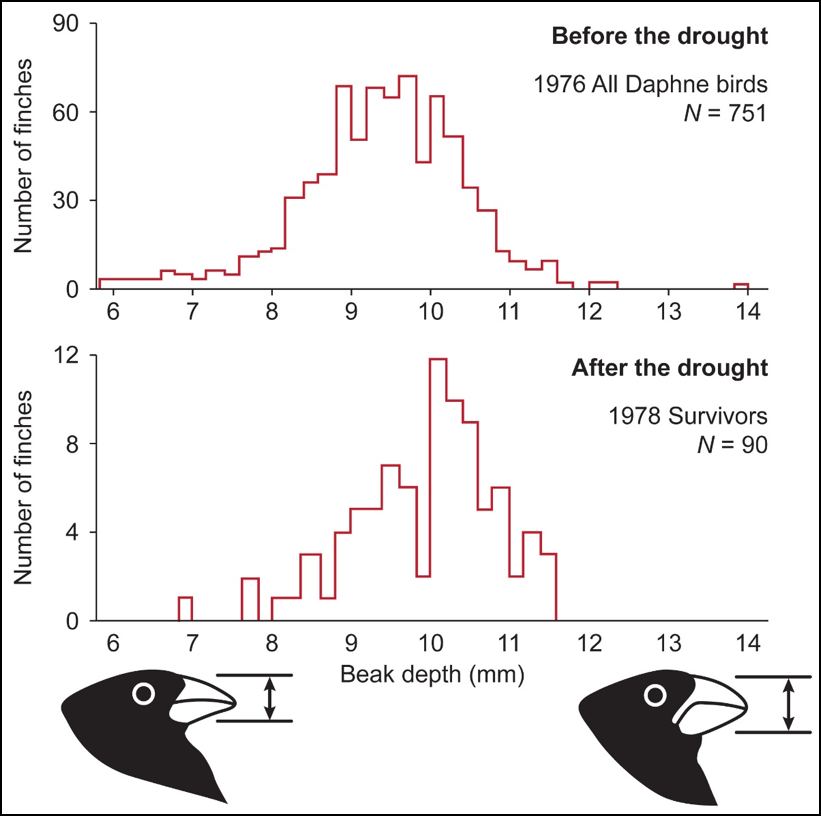 Solved Evolution can be observed directly, as in the famous | Chegg.com