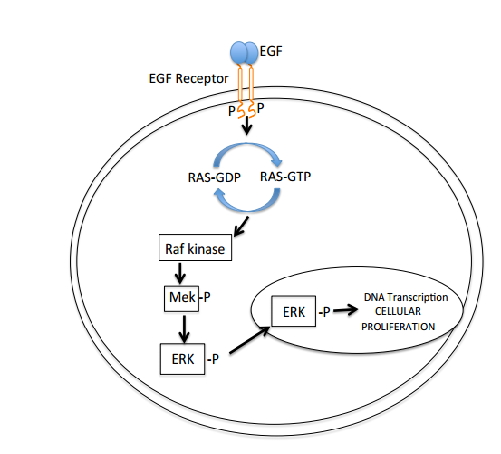 Solved Below is a simplified schematic of the signaling | Chegg.com