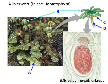 Solved Part 1: The image above shows a liverwort and | Chegg.com