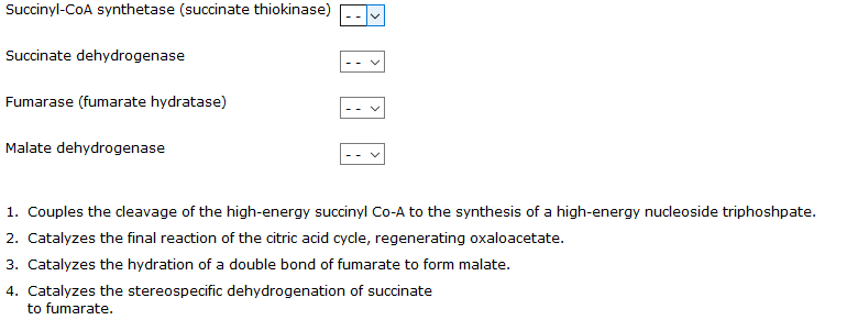 Solved Succinyl-CoA synthetase (succinate thiokinase) | Chegg.com