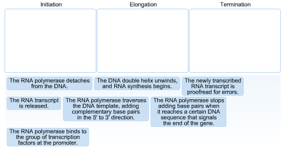 Solved DNA encodes the cell\'s genetic instructions for | Chegg.com