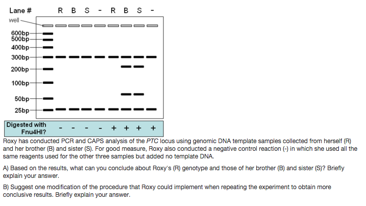Solved C) A faint band with an apparent length of ~25-30 bp | Chegg.com
