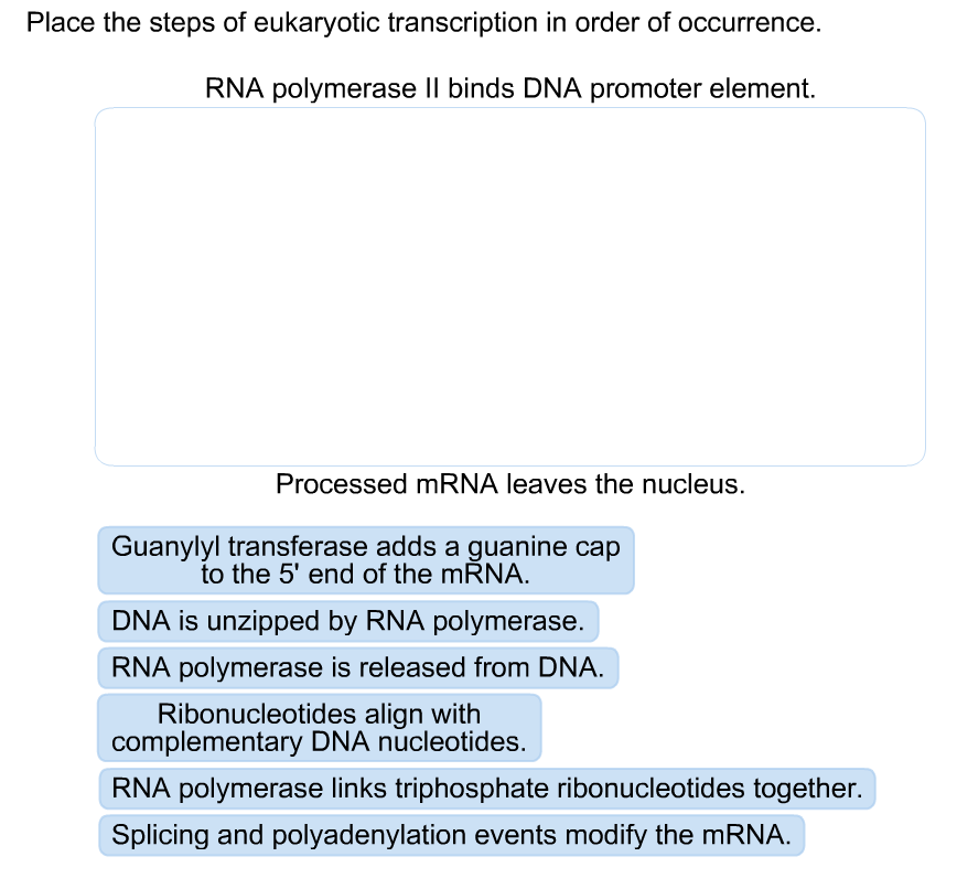 Eukaryotic Transcription Steps