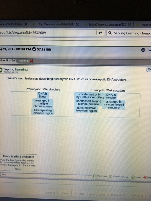 Solved Classify each feature as describing prokaryotic DNA | Chegg.com