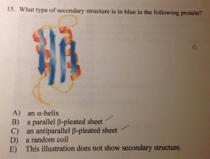 Solved W hat type of secondary structure is in blue in the | Chegg.com