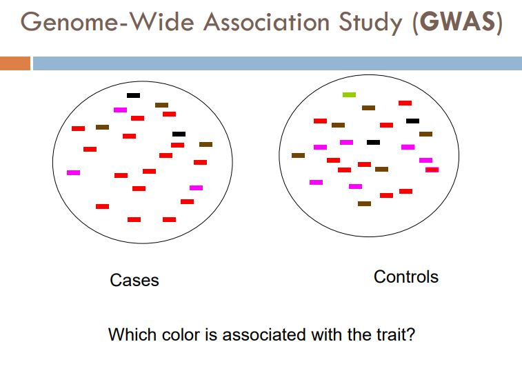Solved Genome-Wide Association Study (GWAS) Controls Cases | Chegg.com