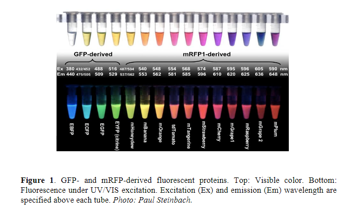 Solved This question is about RFP proteins. Figure 1 gives | Chegg.com