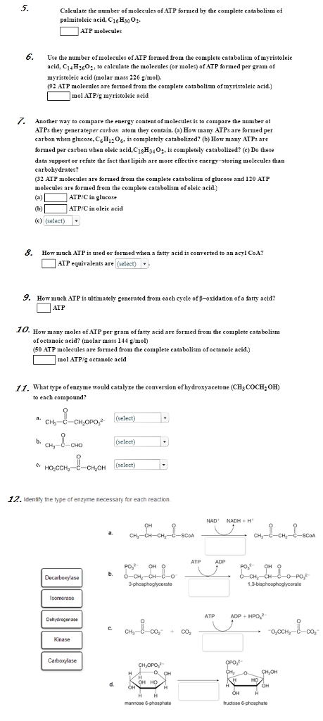 Solved Calculate the number of molecules of ATP formed by | Chegg.com