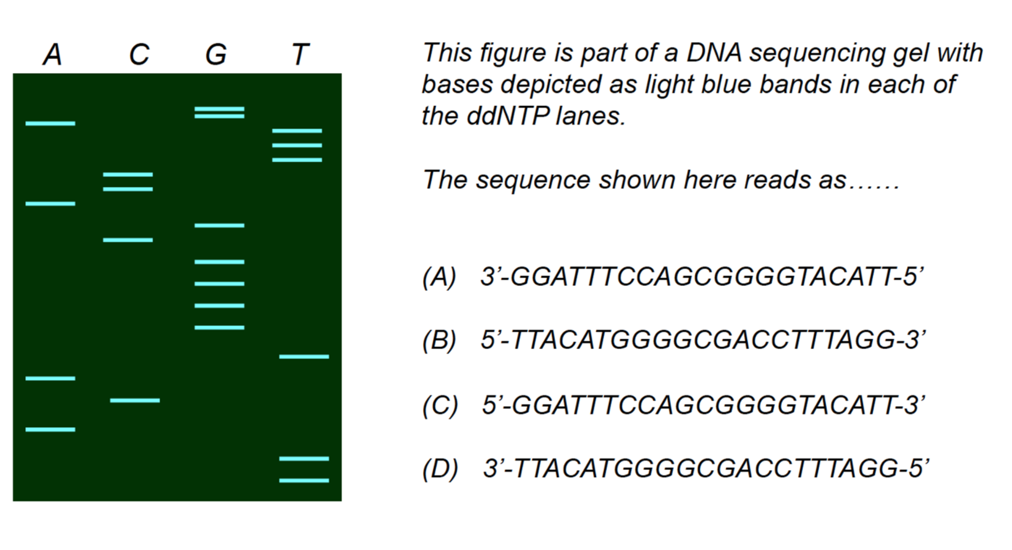 Solved This figure is part of a DNA sequencing gel with | Chegg.com