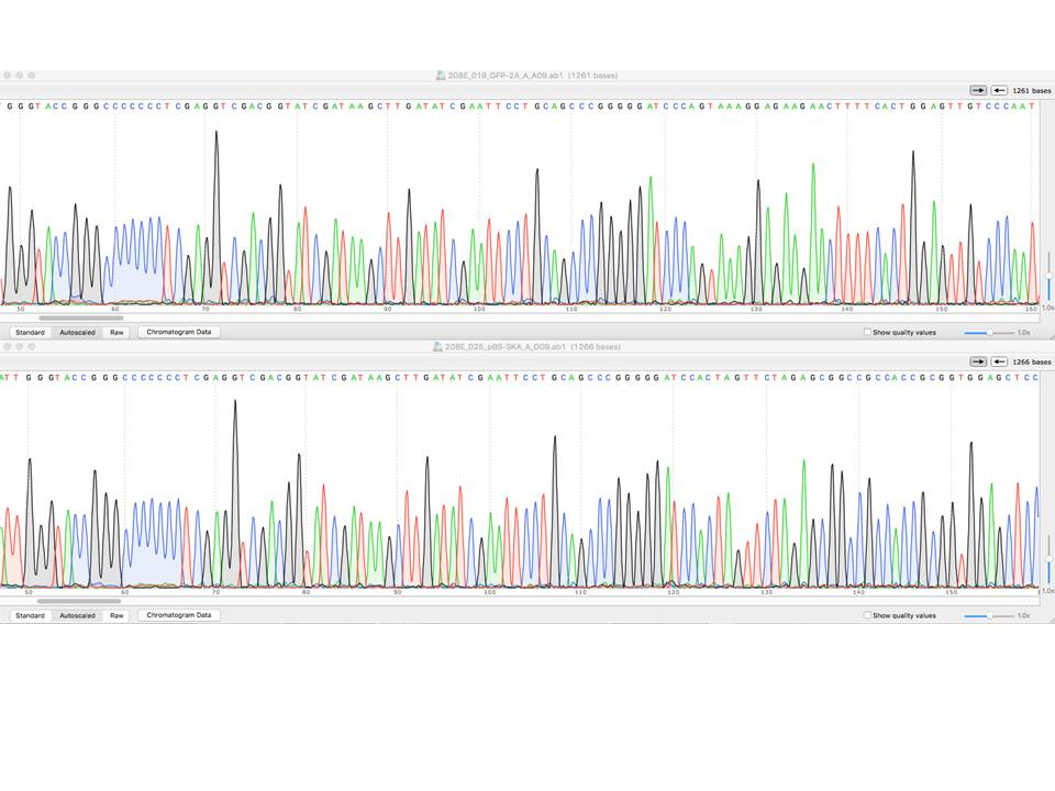 Solved Below are two sequences (top and bottom) from two | Chegg.com