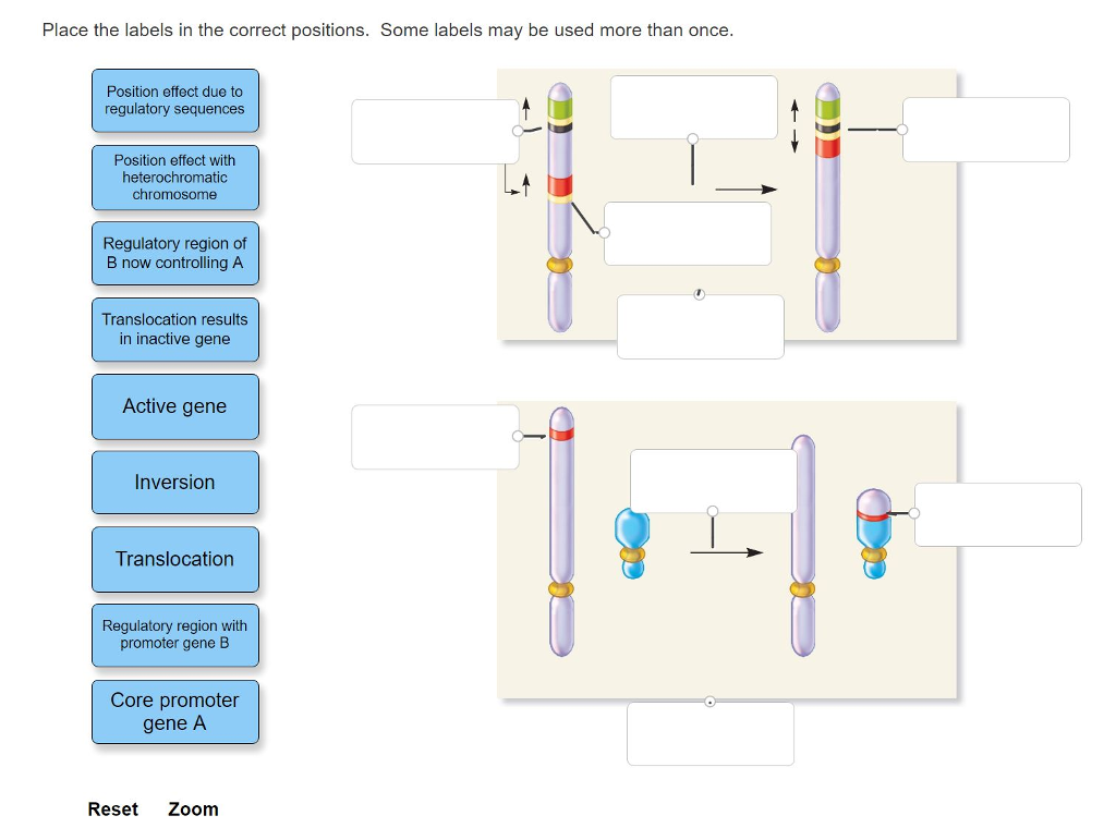 Solved Place the labels in the correct positions. Some | Chegg.com