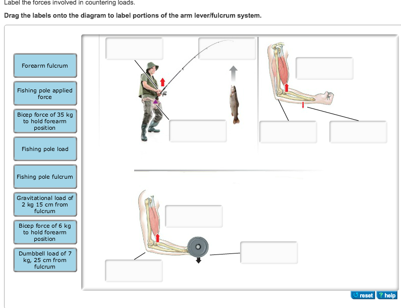 Solved Drag the labels onto the diagram to label portions of | Chegg.com
