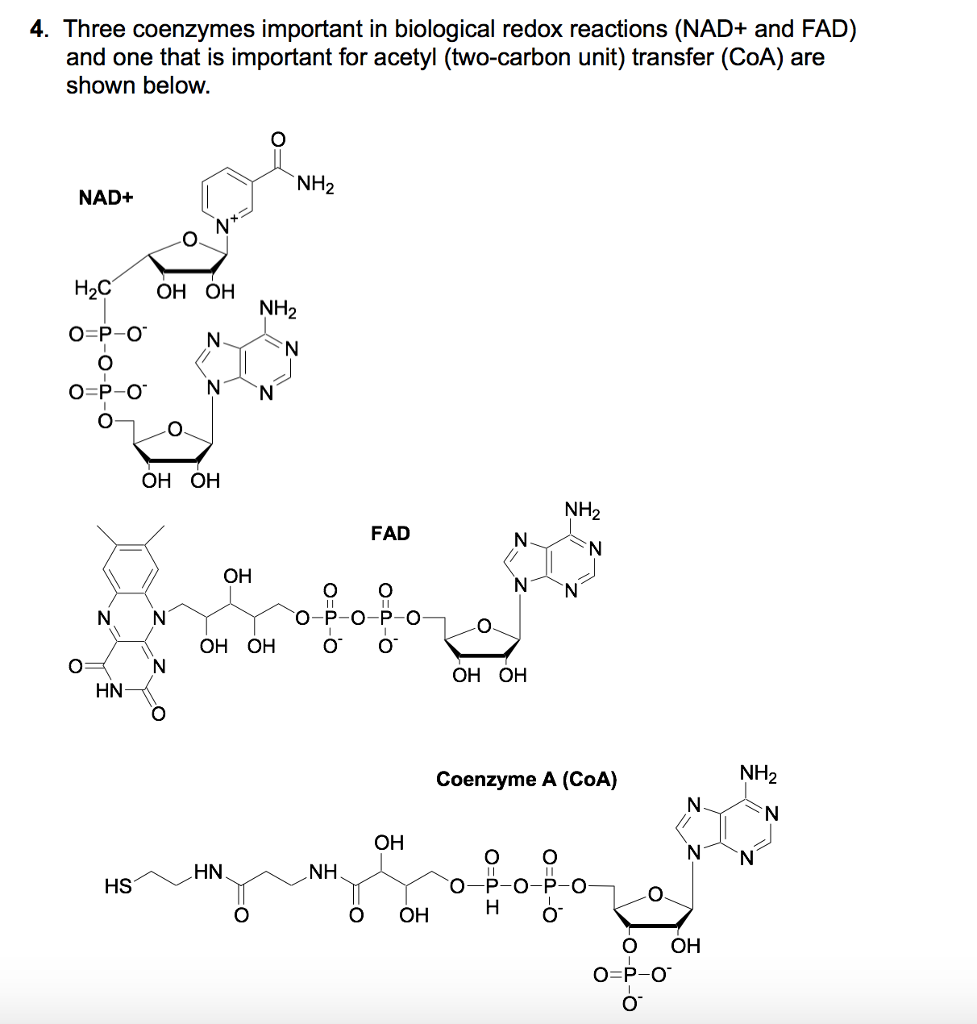 Solved 4. Three coenzymes important in biological redox | Chegg.com