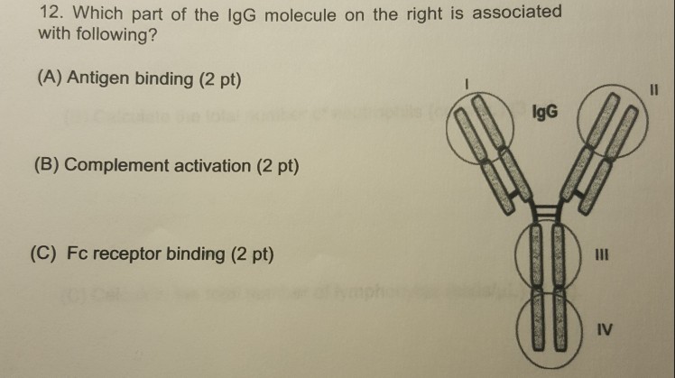 Solved 12. Which part of the IgG molecule on the right is | Chegg.com