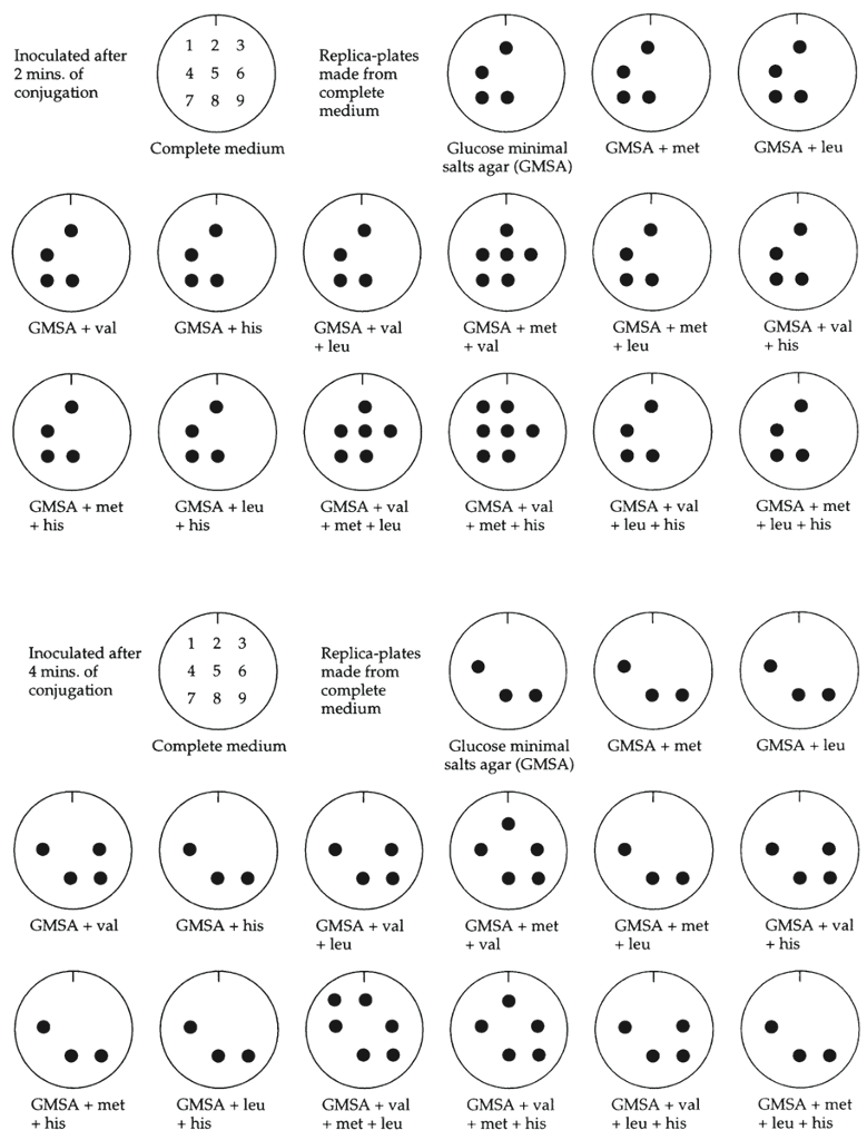 Solved Conjugation mapping can be used to locate genes on a | Chegg.com