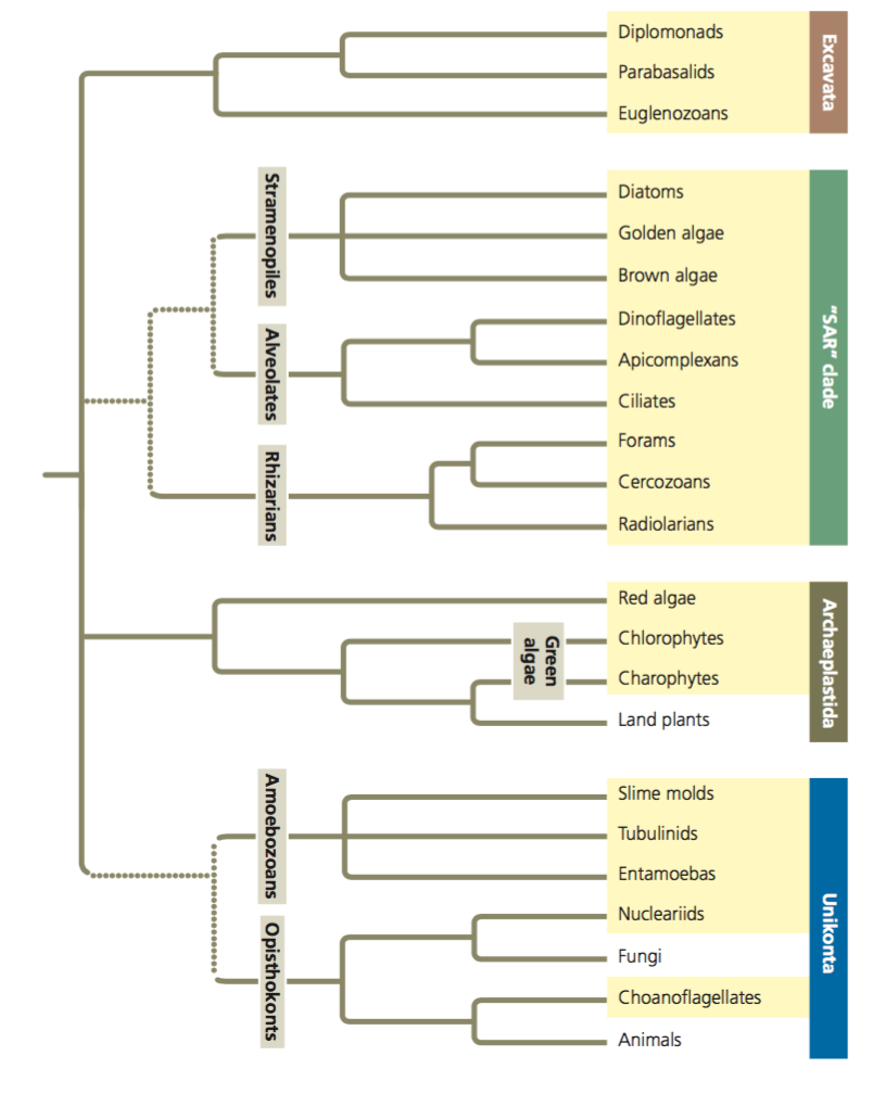 Solved Diplomonads Parabasalids Euglenozoans Diatoms Golden | Chegg.com