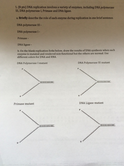 Solved DNA replication involves a variety of enzymes, | Chegg.com