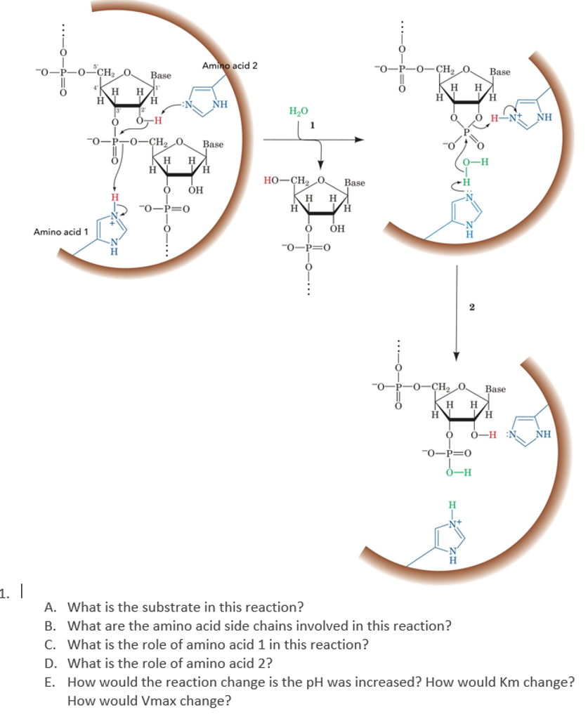 Solved What is the substrate in this reaction? What are | Chegg.com