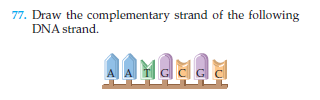 Solved Draw the complementary strand of the following DNA | Chegg.com
