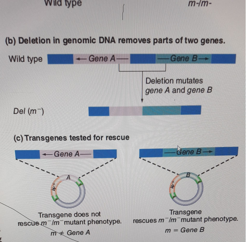 Solved Wild type mlm. (b) Deletion in genomic DNA removes | Chegg.com