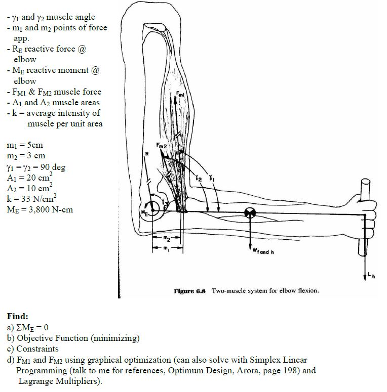 Solved Gamma_1 and gamma_2 muscle angle m_1 and m_2 points | Chegg.com